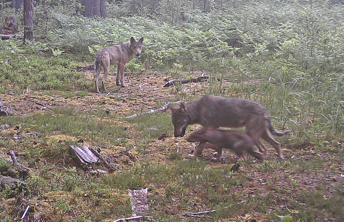Study on wolf reproduction in Naliboki Forest in 2023: a short report ...