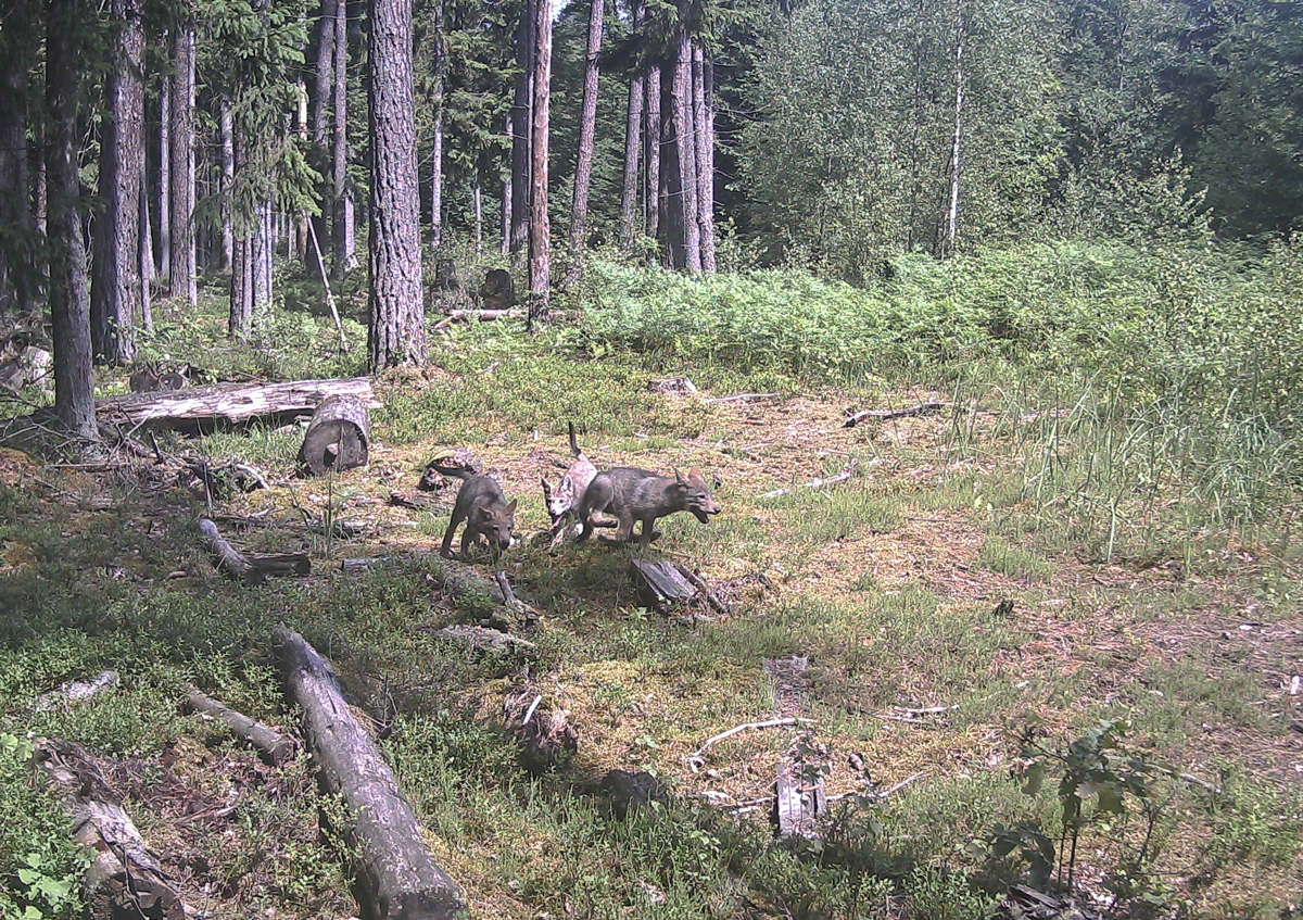 Study on wolf reproduction in Naliboki Forest in 2023: a short report ...