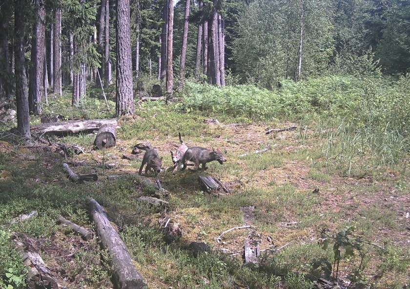 Study on wolf reproduction in Naliboki Forest in 2023: a short report ...