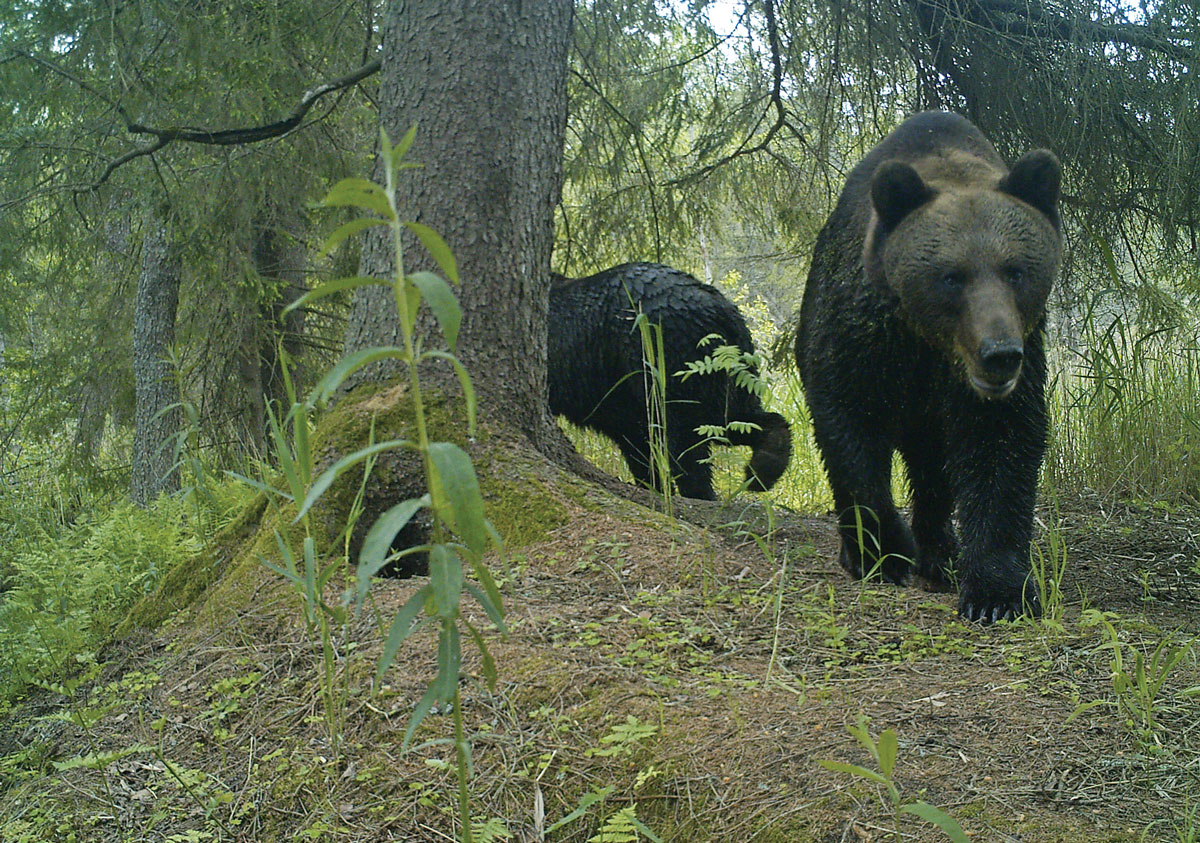 The Reproductive Struggle of Brown Bears in Naliboki Forest: An ...