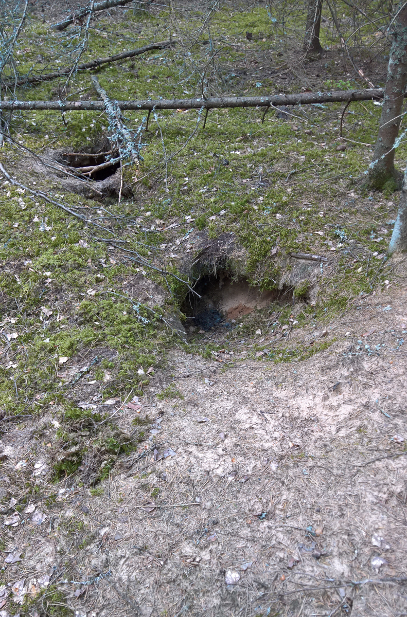 Heavy aggressive interference between wolves and brown bears in ...