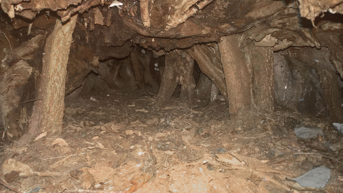 One more case of lynx denning – Zoology by Vadim Sidorovich