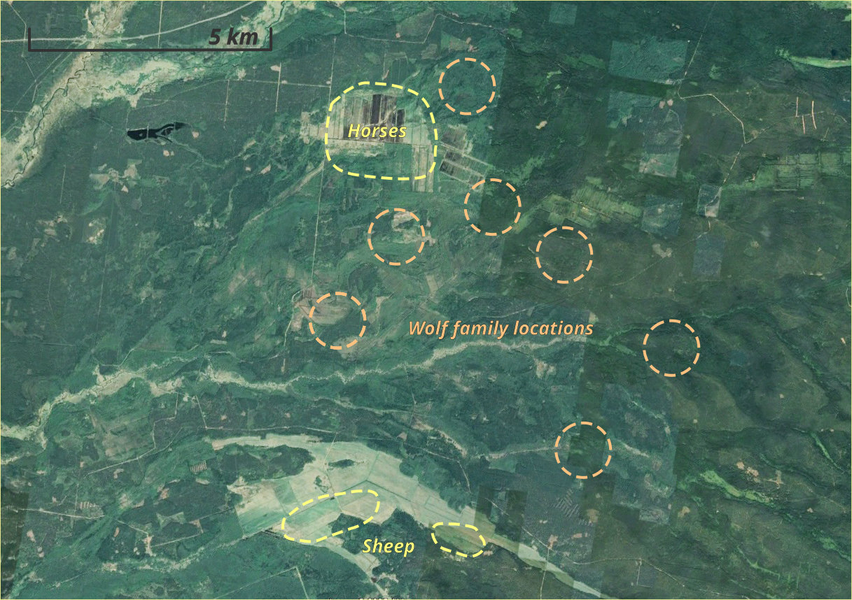 Wolf breeding clan under conditions of surplus prey abundance in ...