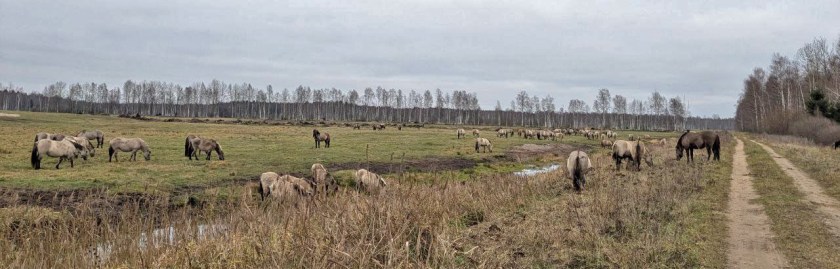 Wolf breeding clan under conditions of surplus prey abundance in ...
